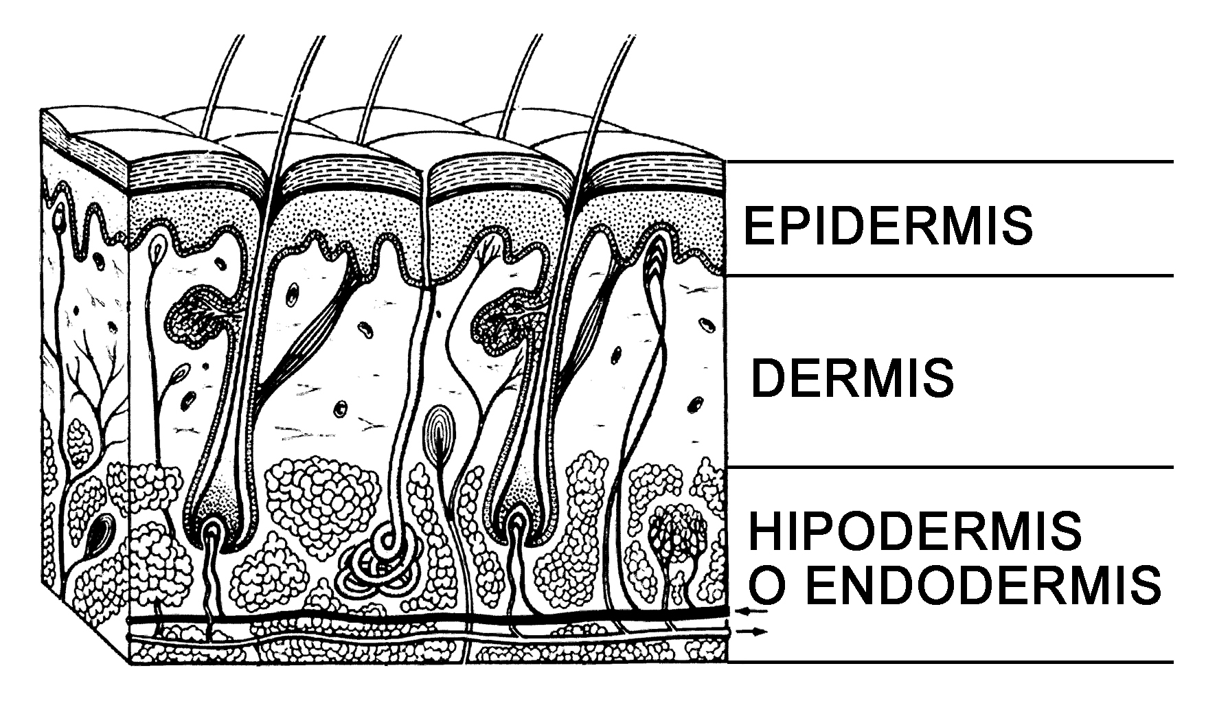 La piel. Superficie y profundidad – Revista Kiné